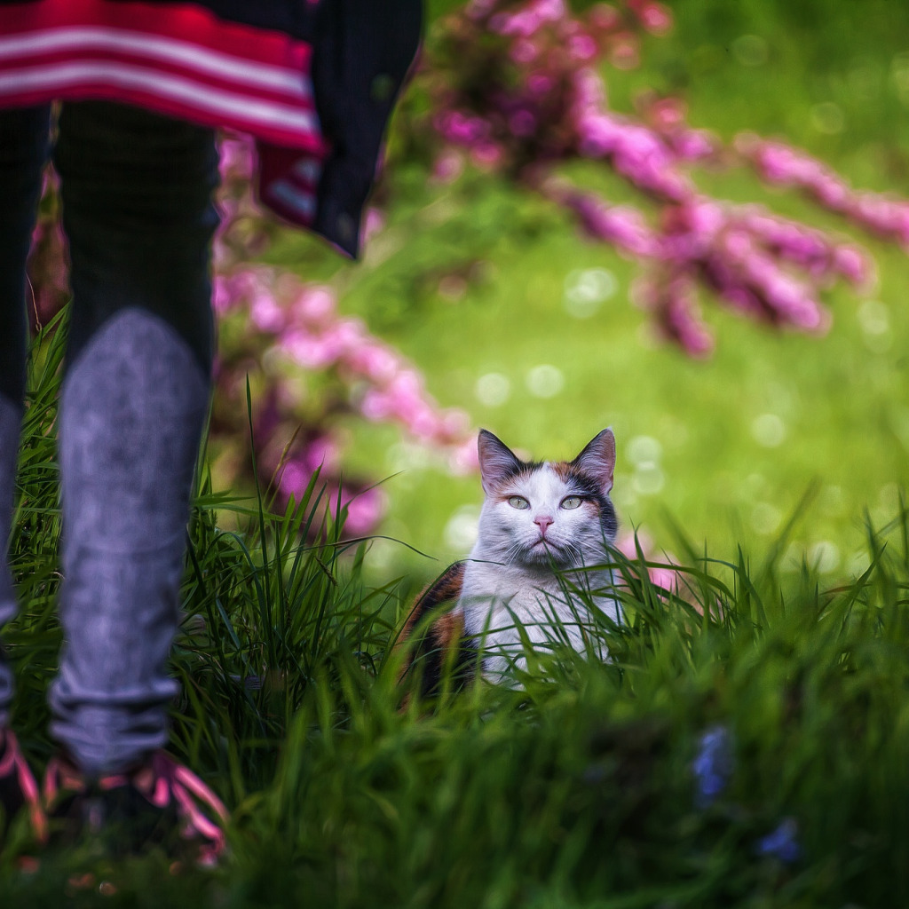 Download wallpaper cat, cat, meadow, section cats in resolution 1024x1024