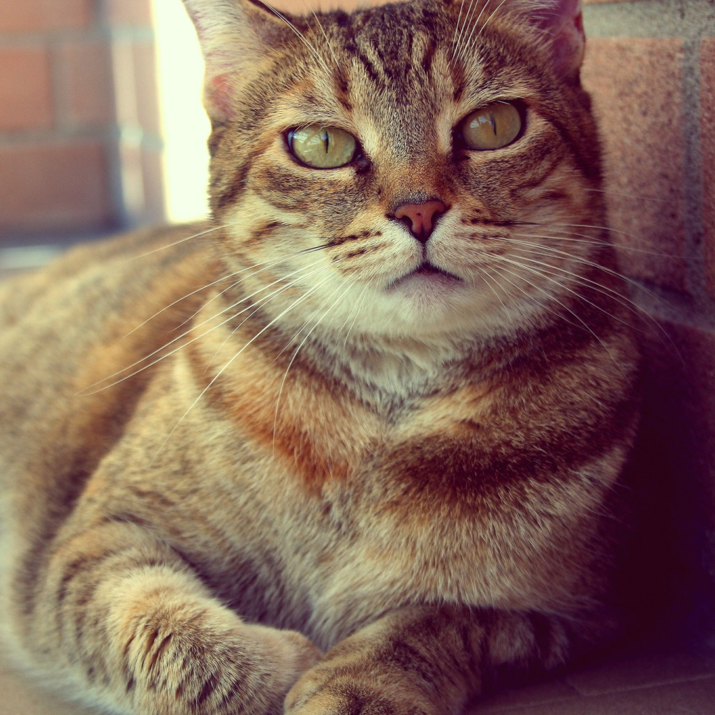 Download wallpaper cat, mustache, wall, section cats in resolution ...