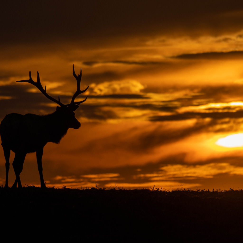 Download wallpaper night, nature, deer, section animals in resolution ...