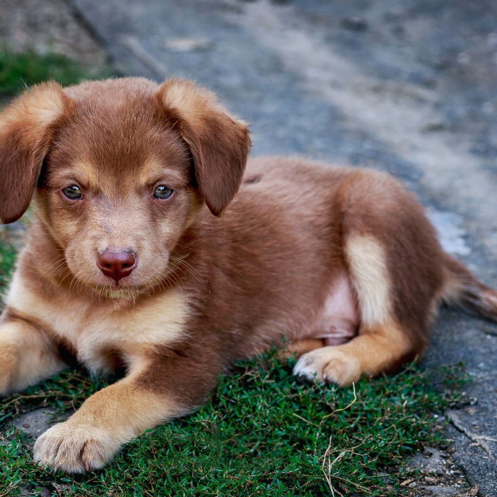 Download wallpaper red, puppy, dog, section dog in resolution 1024x1024