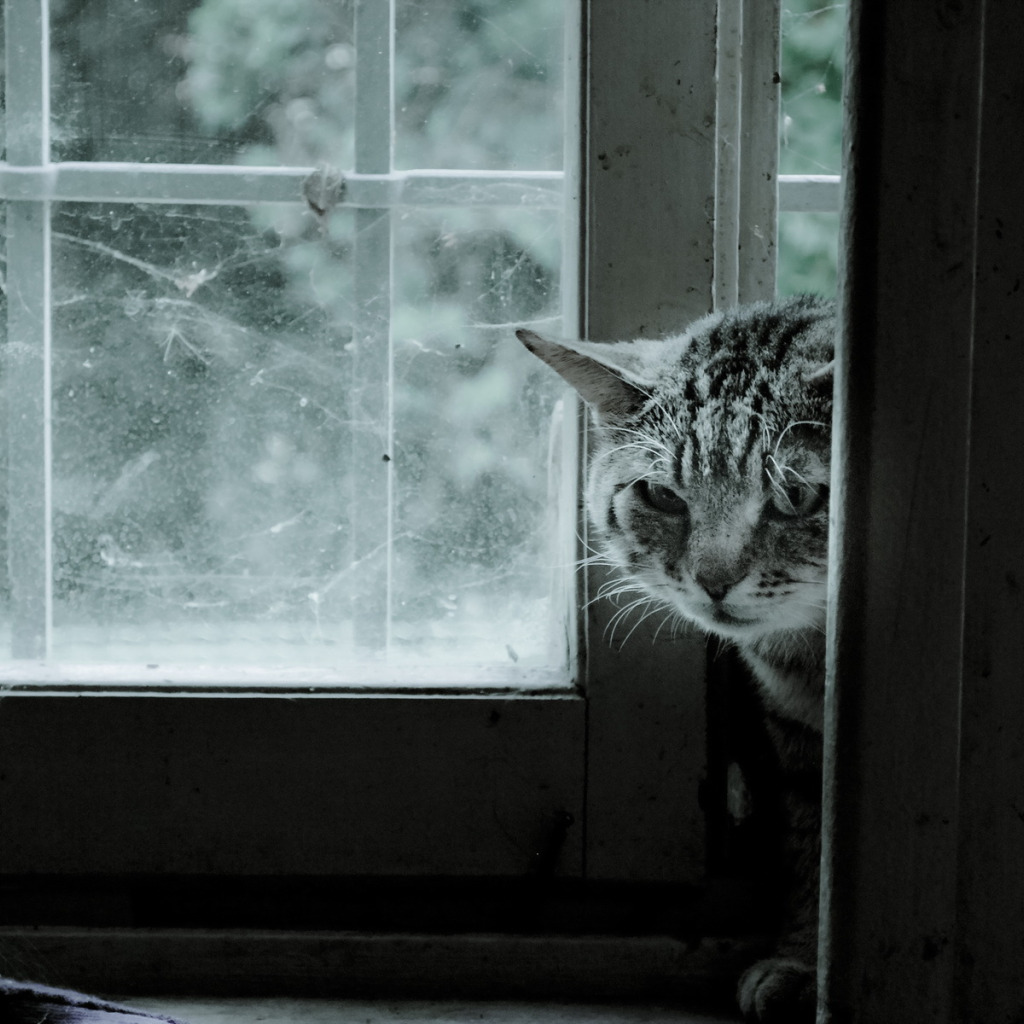 Download wallpaper cat, background, window, section cats in resolution ...
