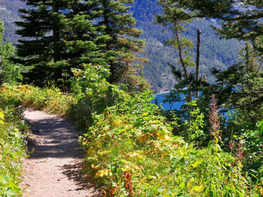 Download wallpaper forest, nature, trail, mountain lake, Path ...