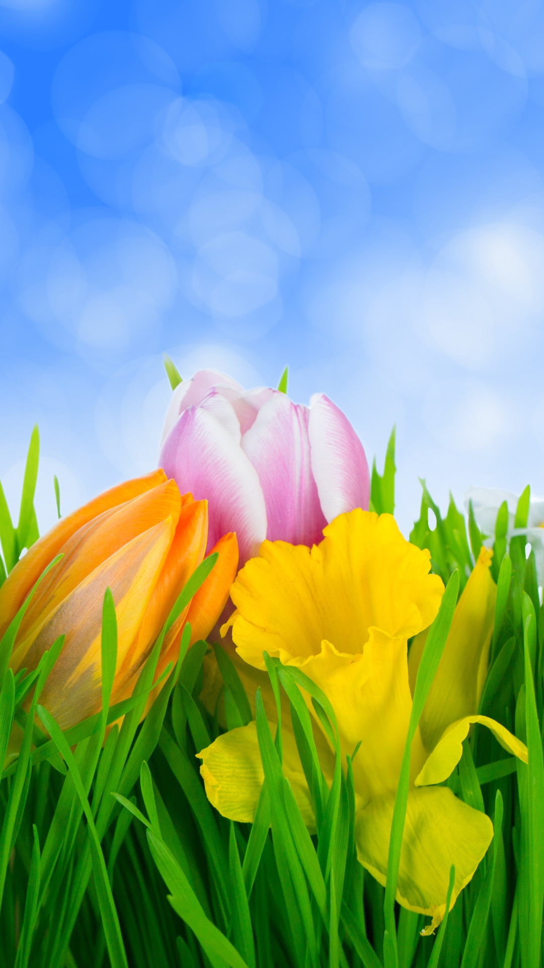Download wallpaper flowers, nature, chamomile, tulips, weed, daffodils ...