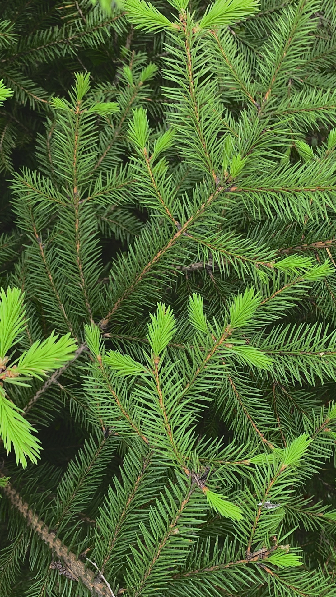 Download wallpaper Needles, Tree, Needles, section nature in resolution ...