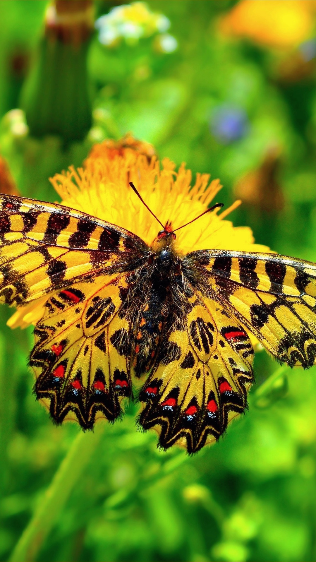 Download wallpaper Macro, Butterfly, Macro, Butterfly, section macro in ...