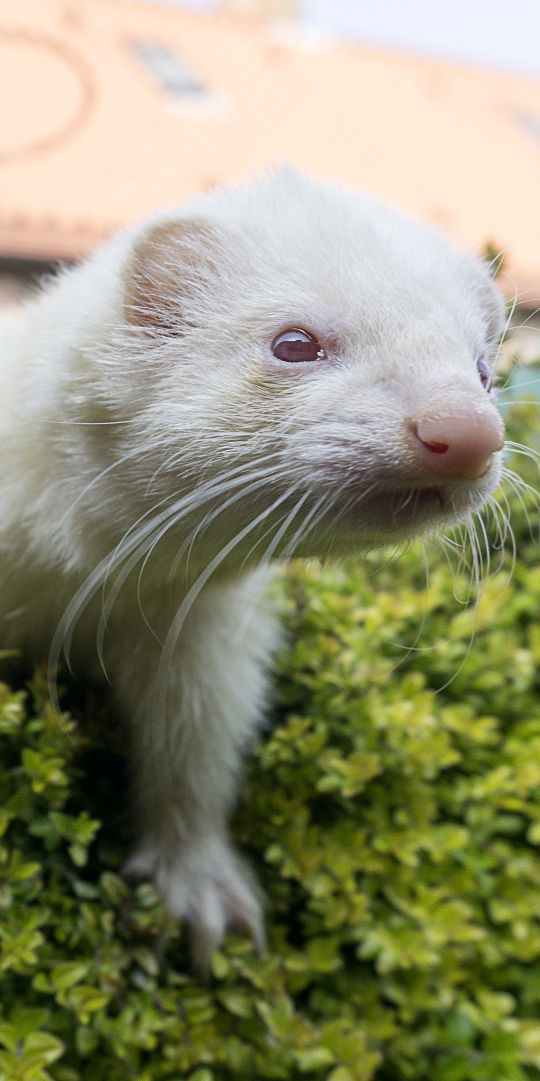 Download wallpaper white, background, muzzle, Ferret, section animals ...