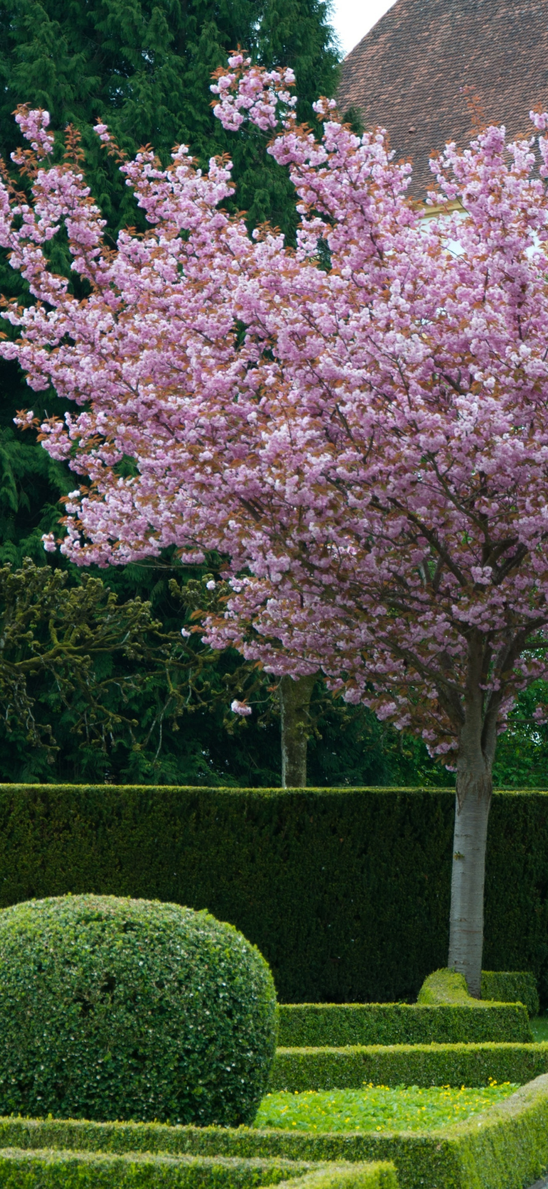 Download wallpaper trees, Park, spring, flowering, park, tree, spring ...