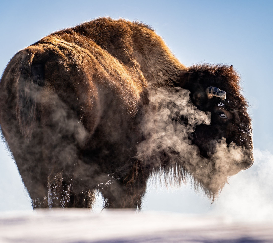 Download wallpaper stove, bison, frozen hill, section animals in ...