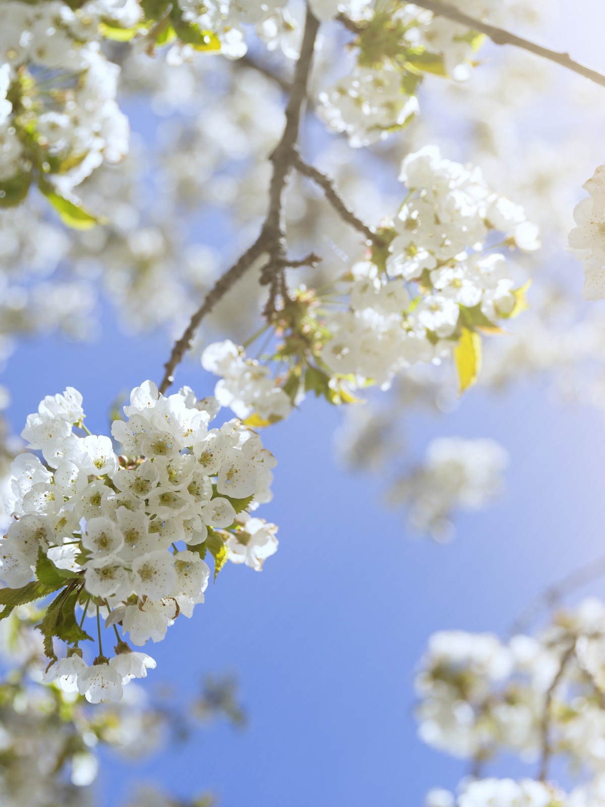 Download wallpaper the sky, the sun, branches, spring, sunshine ...