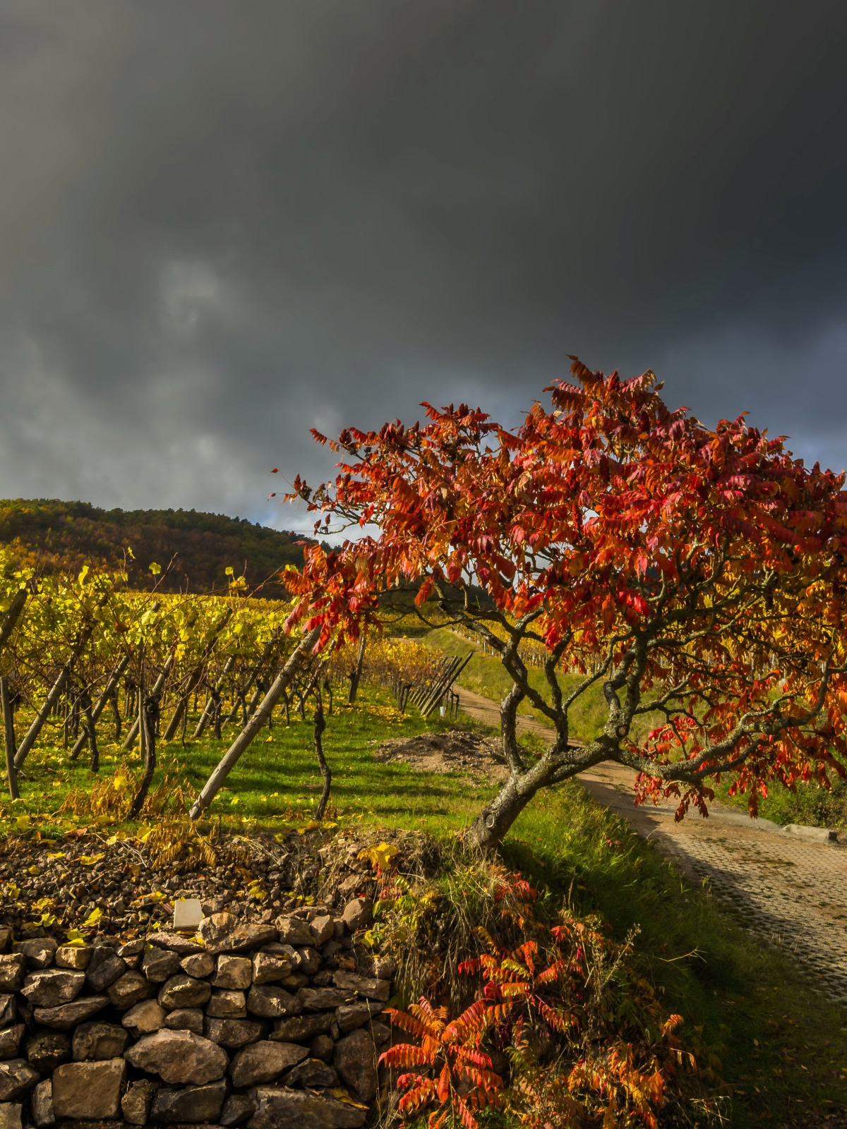 Download wallpaper road, autumn, vineyard, section nature in resolution 1200x1600