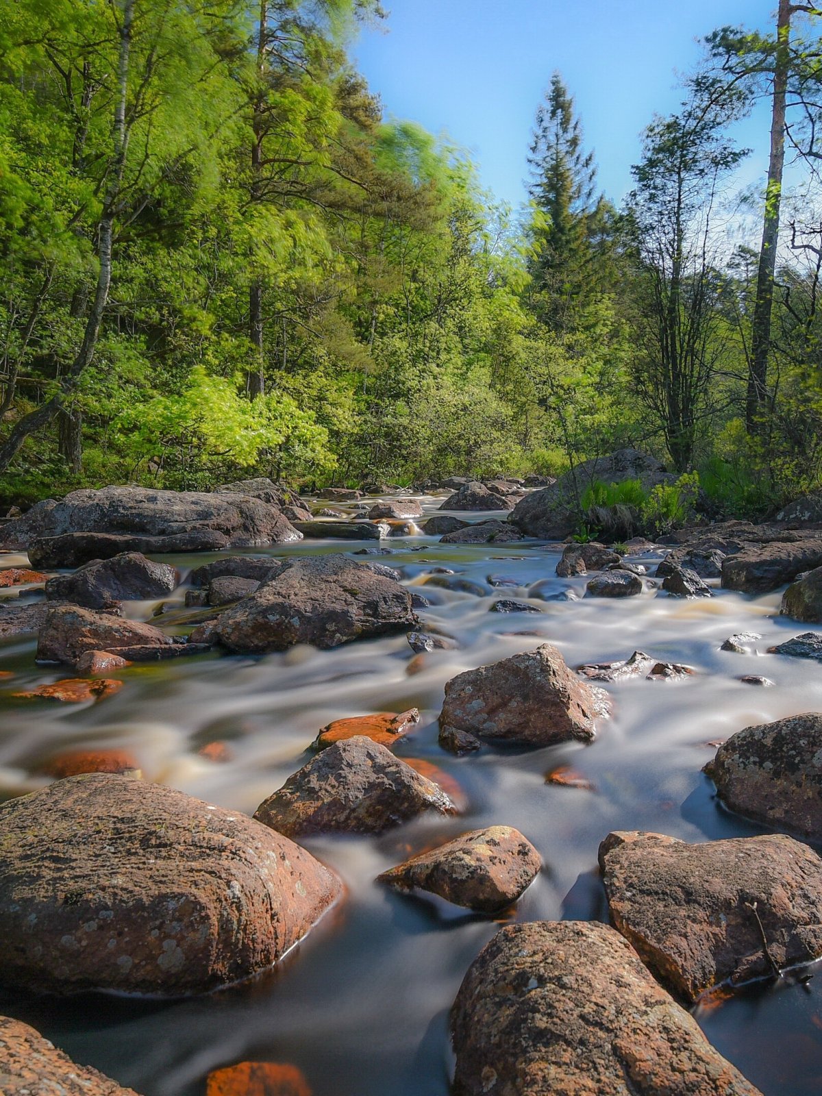 Download wallpaper forest, nature, river, section nature in resolution ...