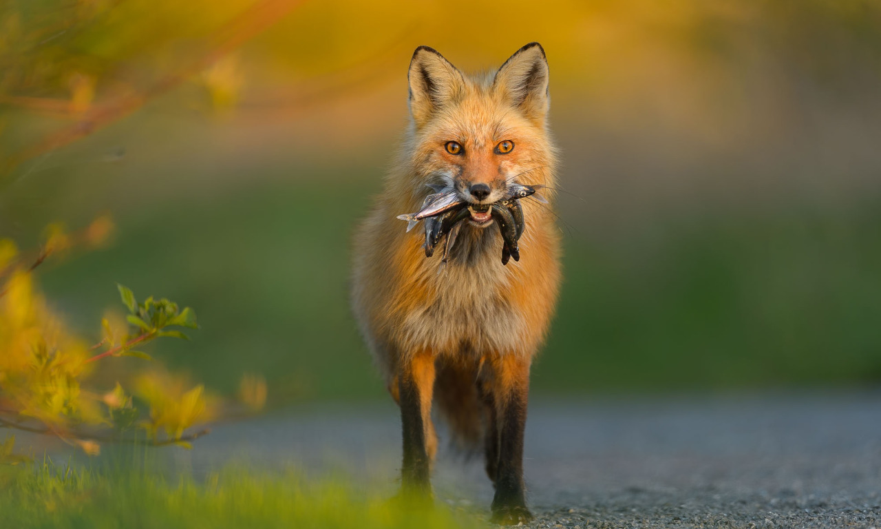 Download wallpaper fish, Fox, mining, section animals in resolution 1280x768