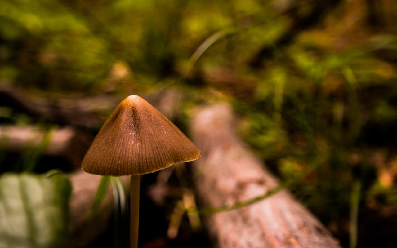 Download wallpaper Earth, Autumn, Macro, Forest, Mushroom, Ground ...