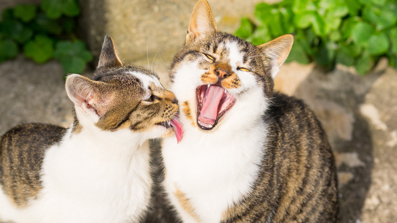 Download Wallpaper Koshak Cats Friends Kote Section Cats In Resolution 1366x768