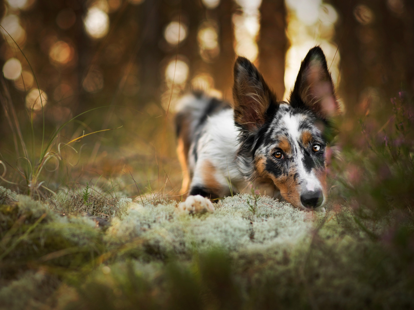 Download wallpaper autumn, forest, grass, look, face, trees, nature, pose, section dog in ...
