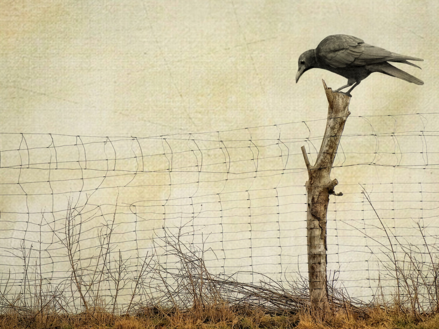 Download wallpaper style, background, the fence, Raven, section style ...