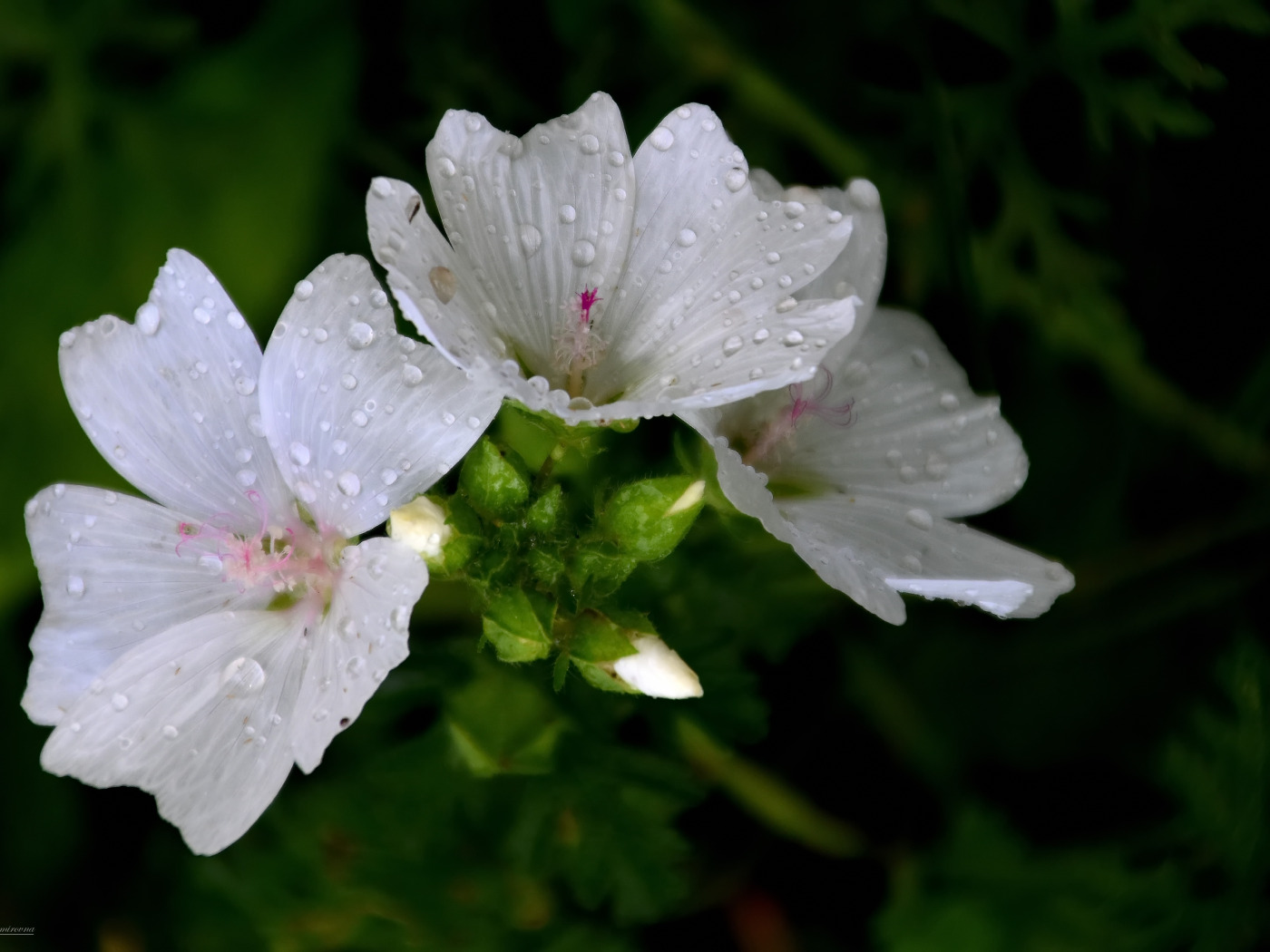 Download wallpaper summer, drops, flowers, nature, section flowers in ...