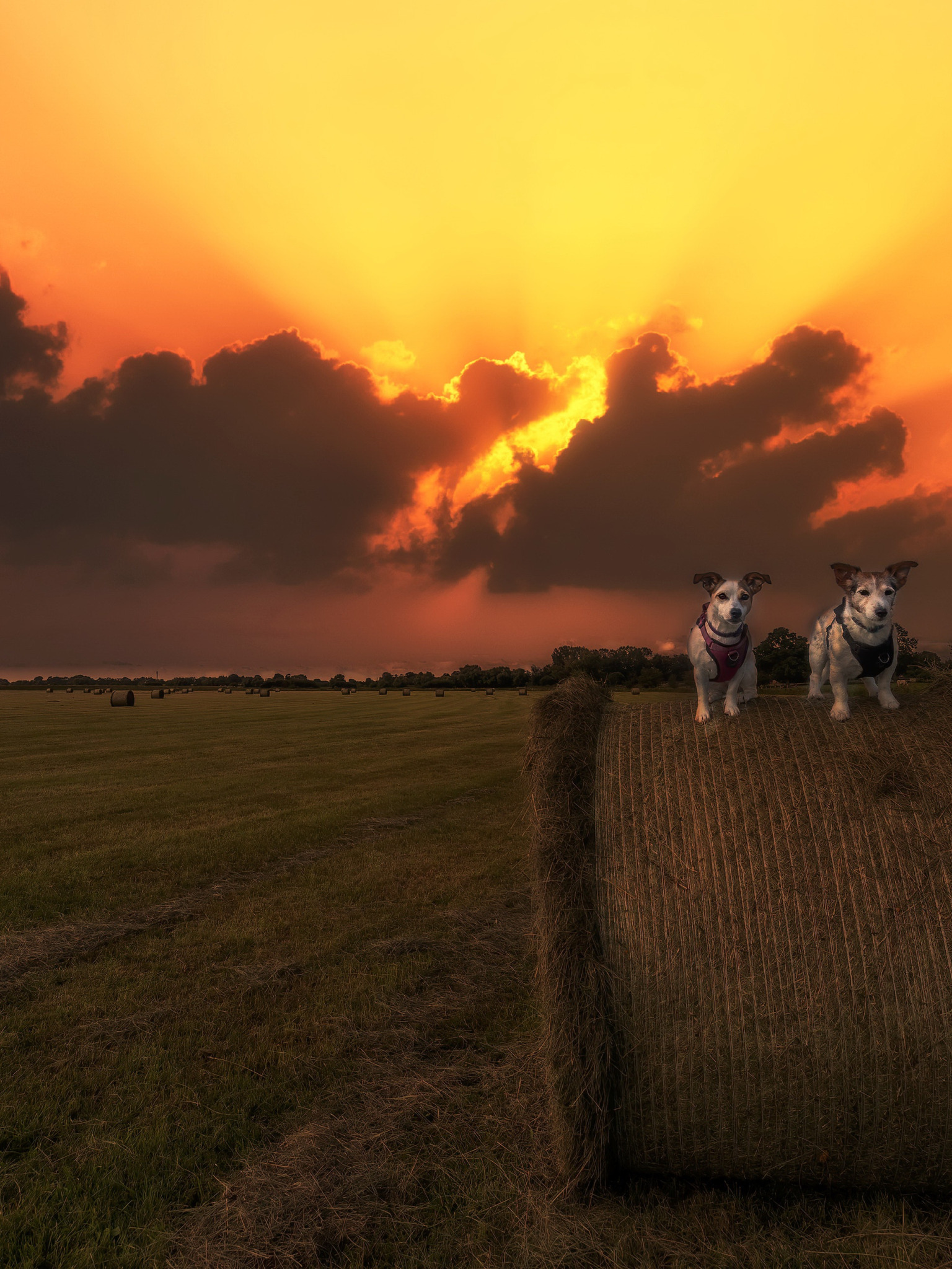 Download wallpaper dogs, sunset, hay, section dog in resolution 1536x2048