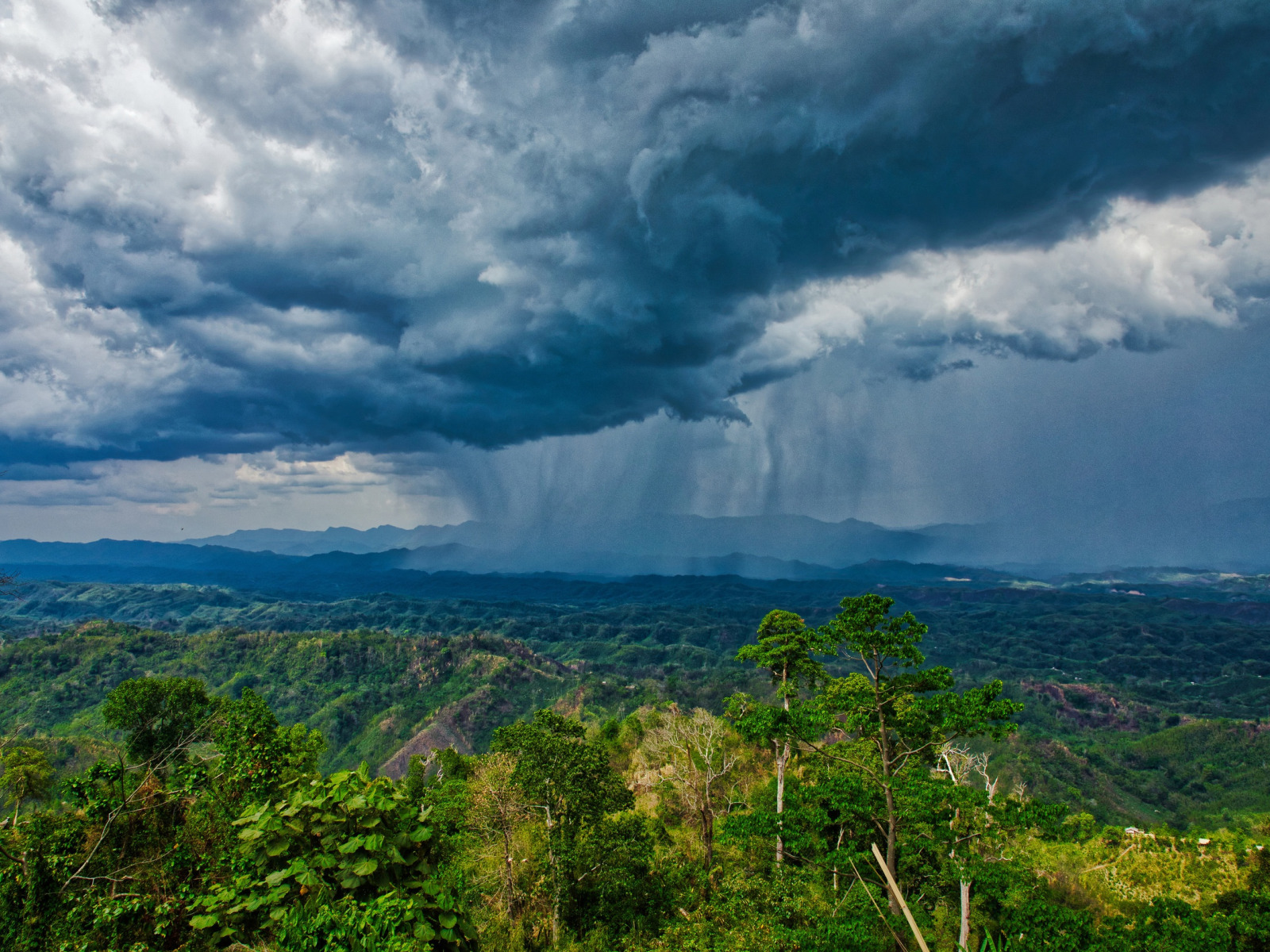 Download wallpaper forest, clouds, clouds, rain, forest, rain, clouds ...