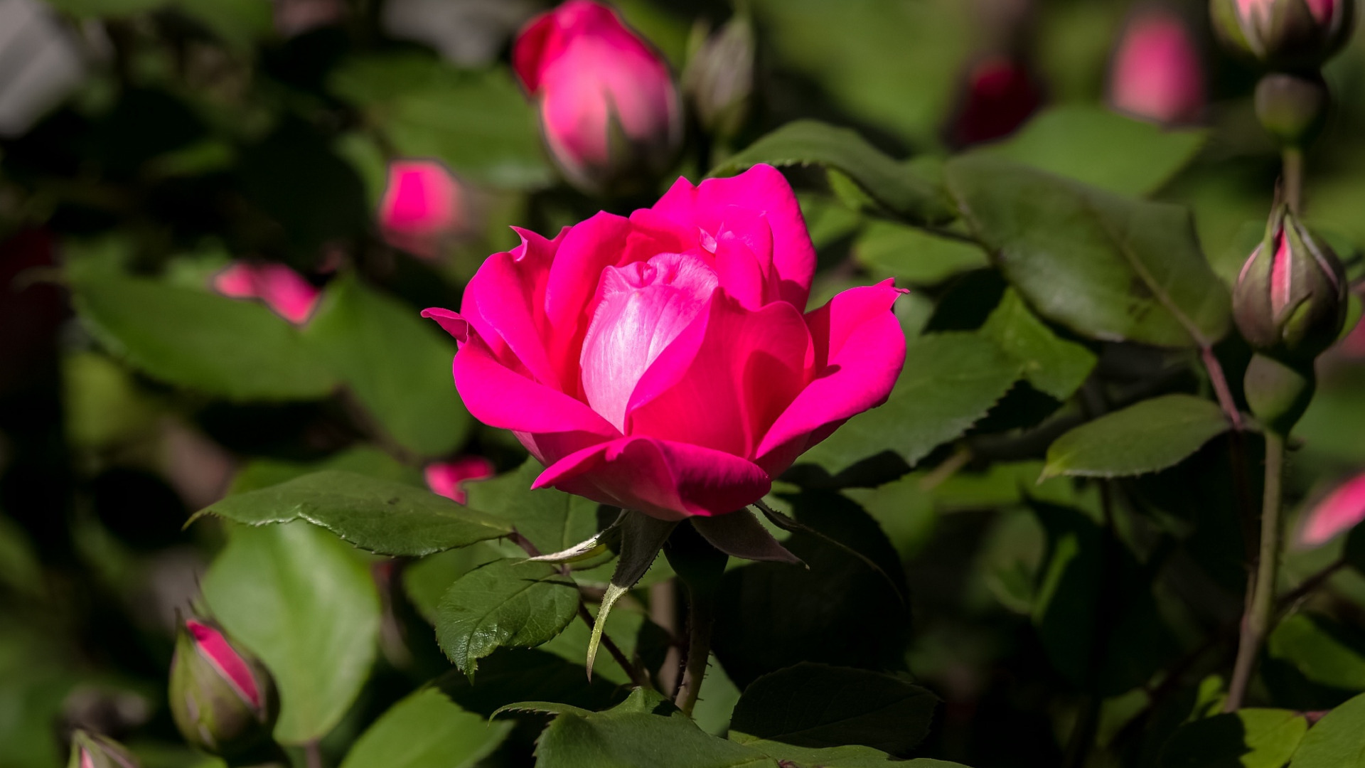 Download wallpaper rose, Rose, dark pink, dark pink, section flowers in ...