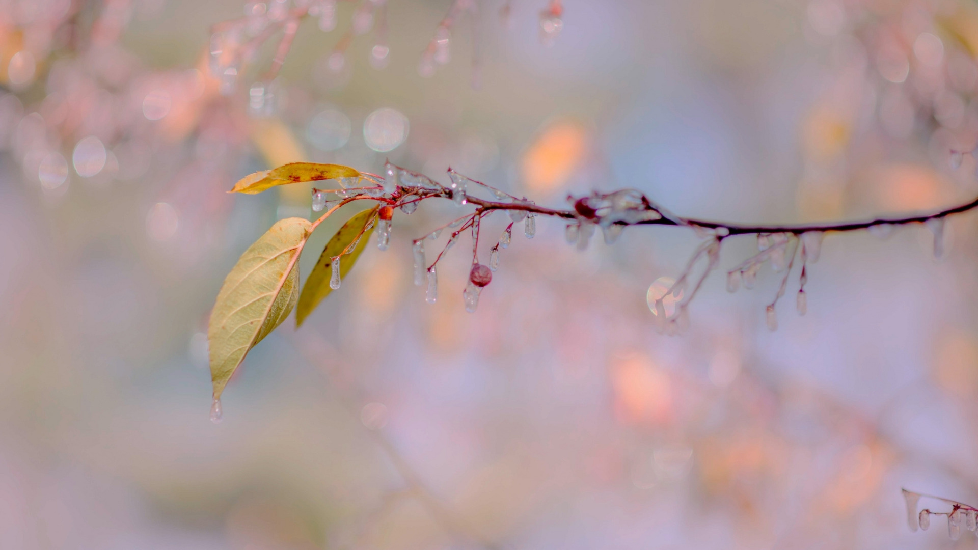 Download wallpaper autumn, leaves, icicles, fruit, freezing, century ...
