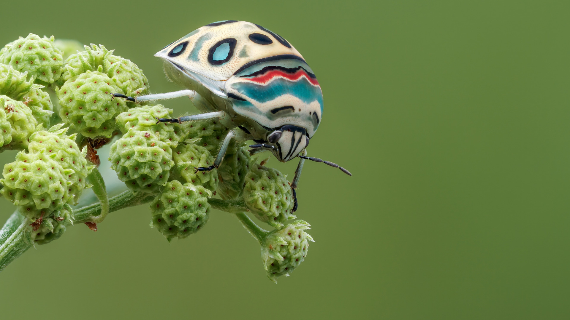 Download wallpaper macro, beetle, insect, picasso bug, section animals ...
