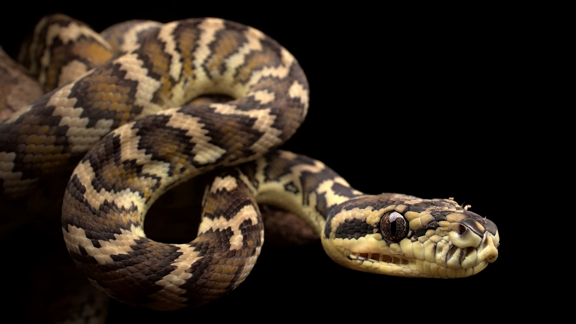Download wallpaper snake, Morelia spilota variegata, Darwin Carpet ...