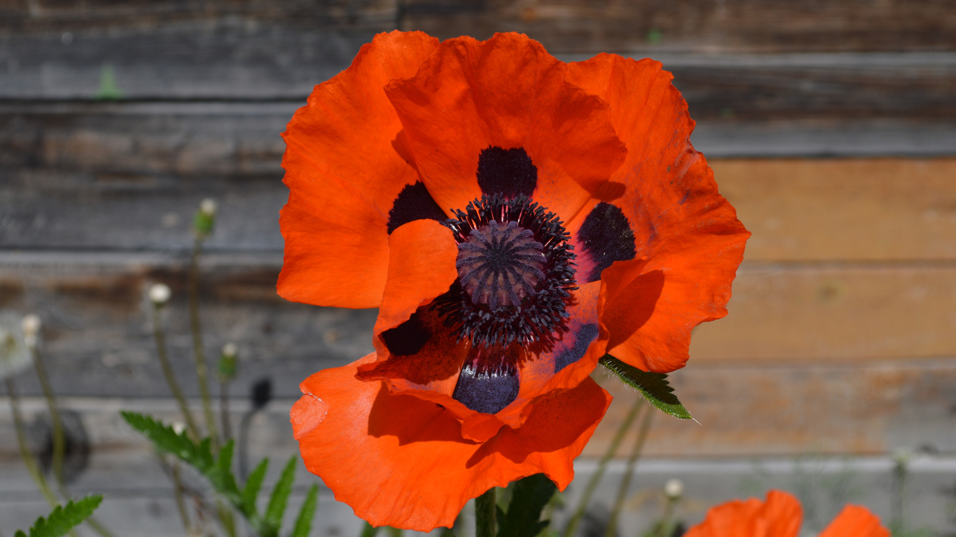 Download wallpaper flower, summer, Mac, section flowers in resolution ...