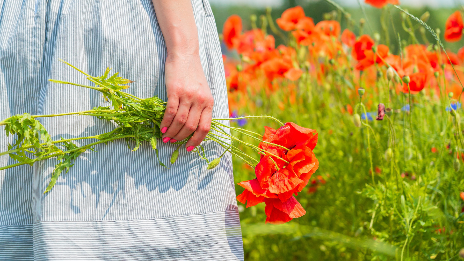 Download Wallpaper Summer Girl Flowers Maki Hands Poppy Field