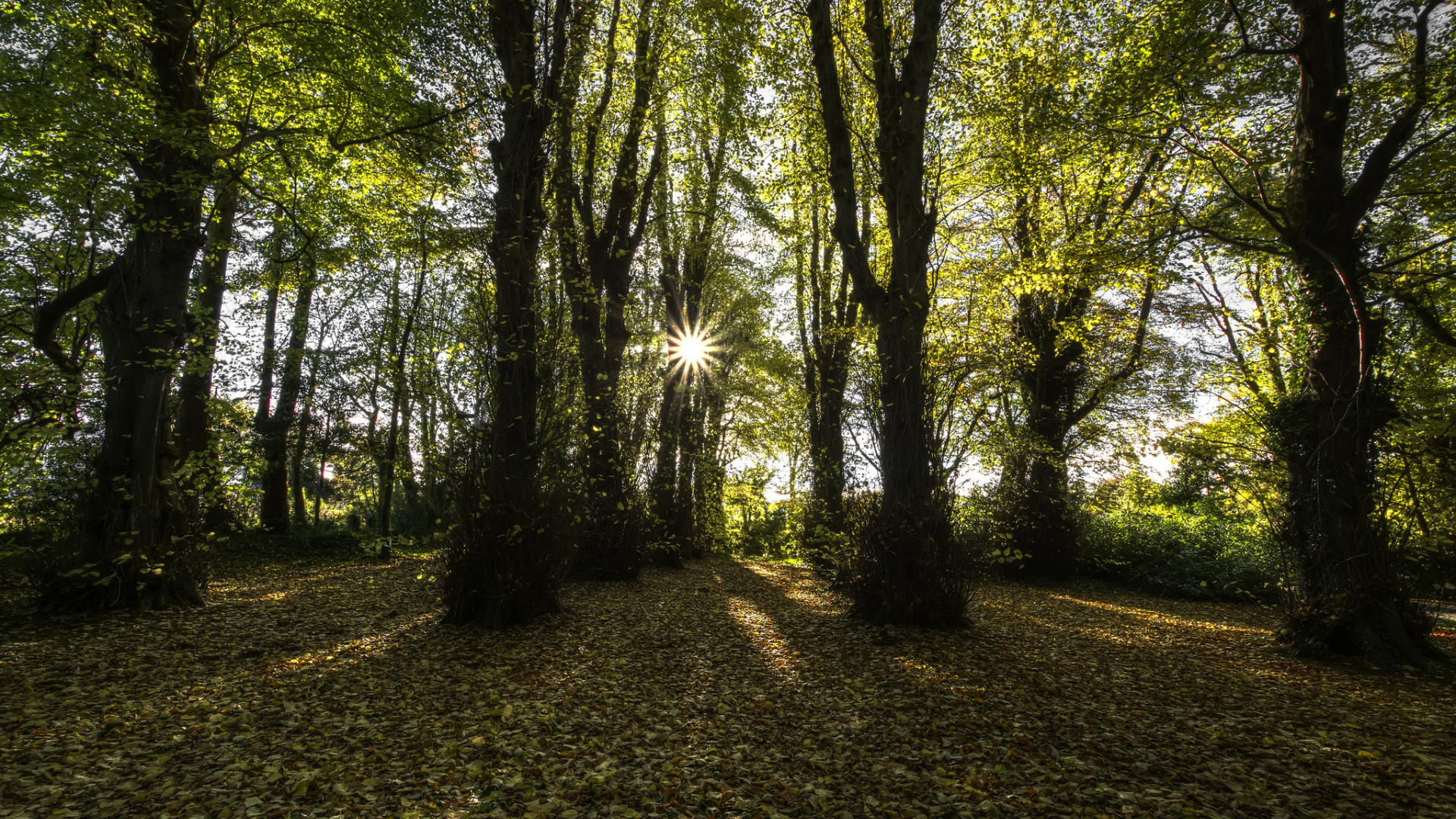 Download wallpaper autumn, the sun, rays, County Londonderry, beech ...