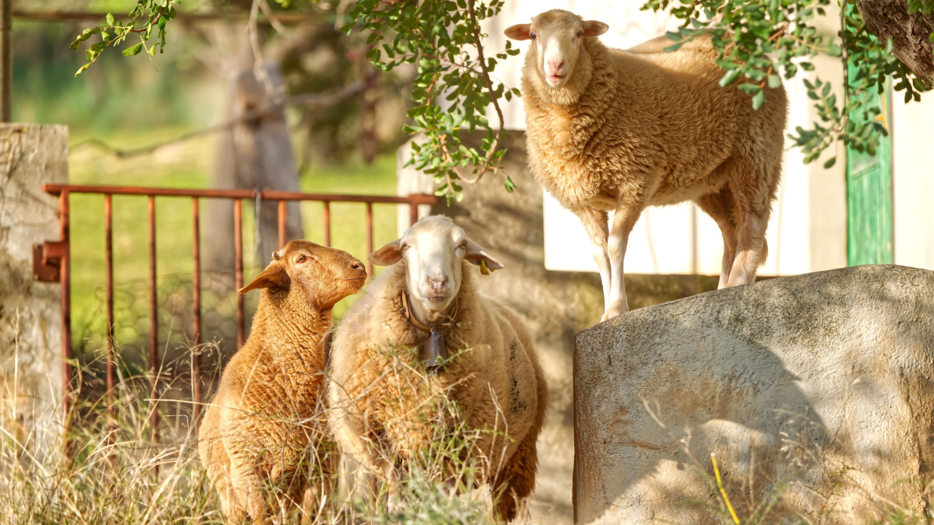 Download wallpaper sheep, trio, sheep, section animals in resolution ...