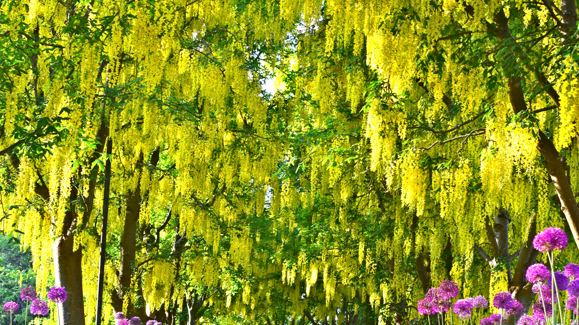 Download wallpaper beauty, Wisteria, bunches, Wisteria, in Durban ...