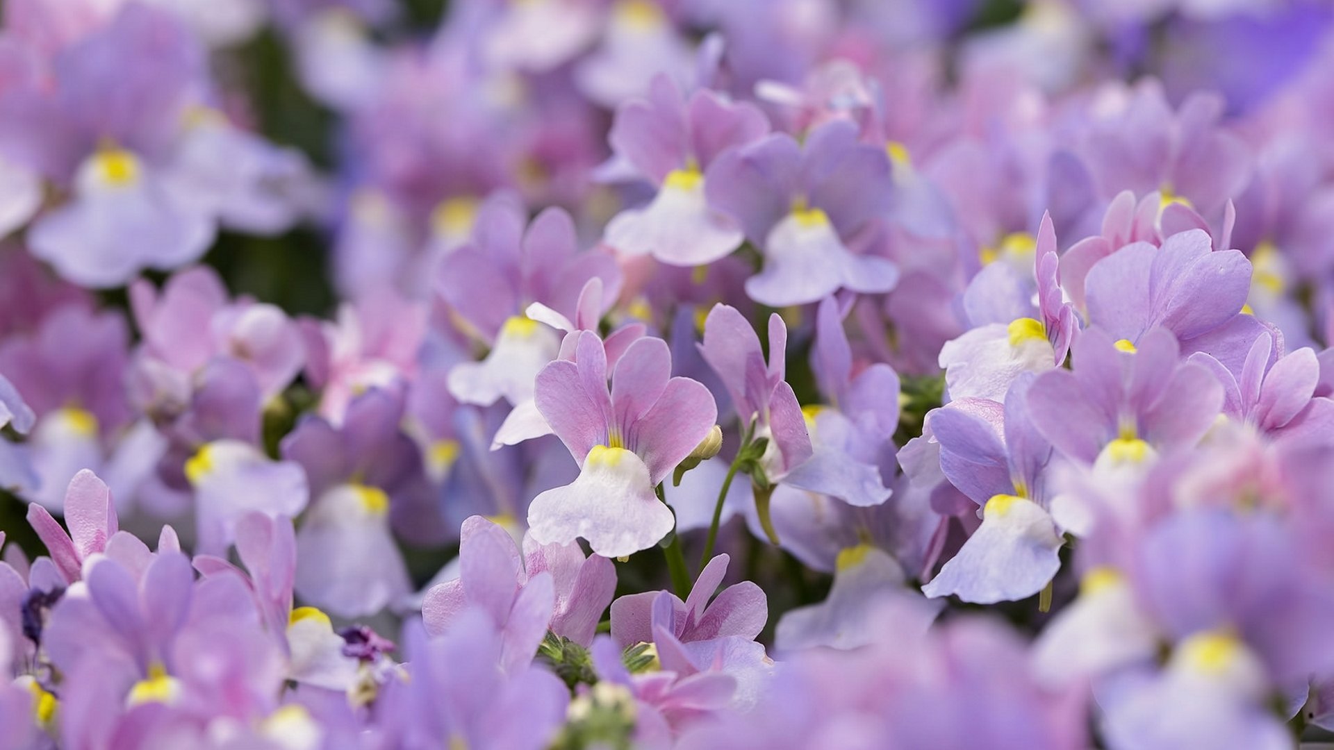 Download wallpaper macro, pink, viola, section flowers in resolution ...
