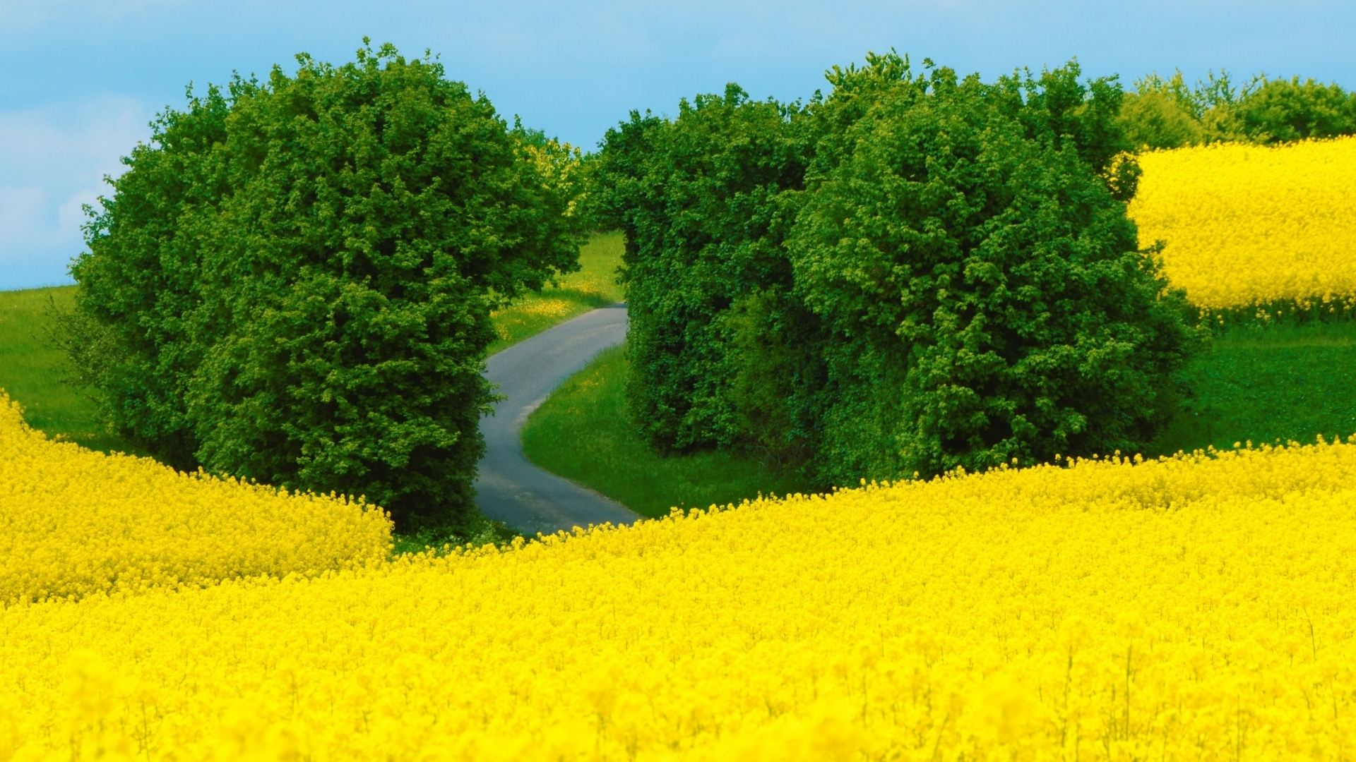Download wallpaper summer, trees, yellow, nature, green, landscape ...