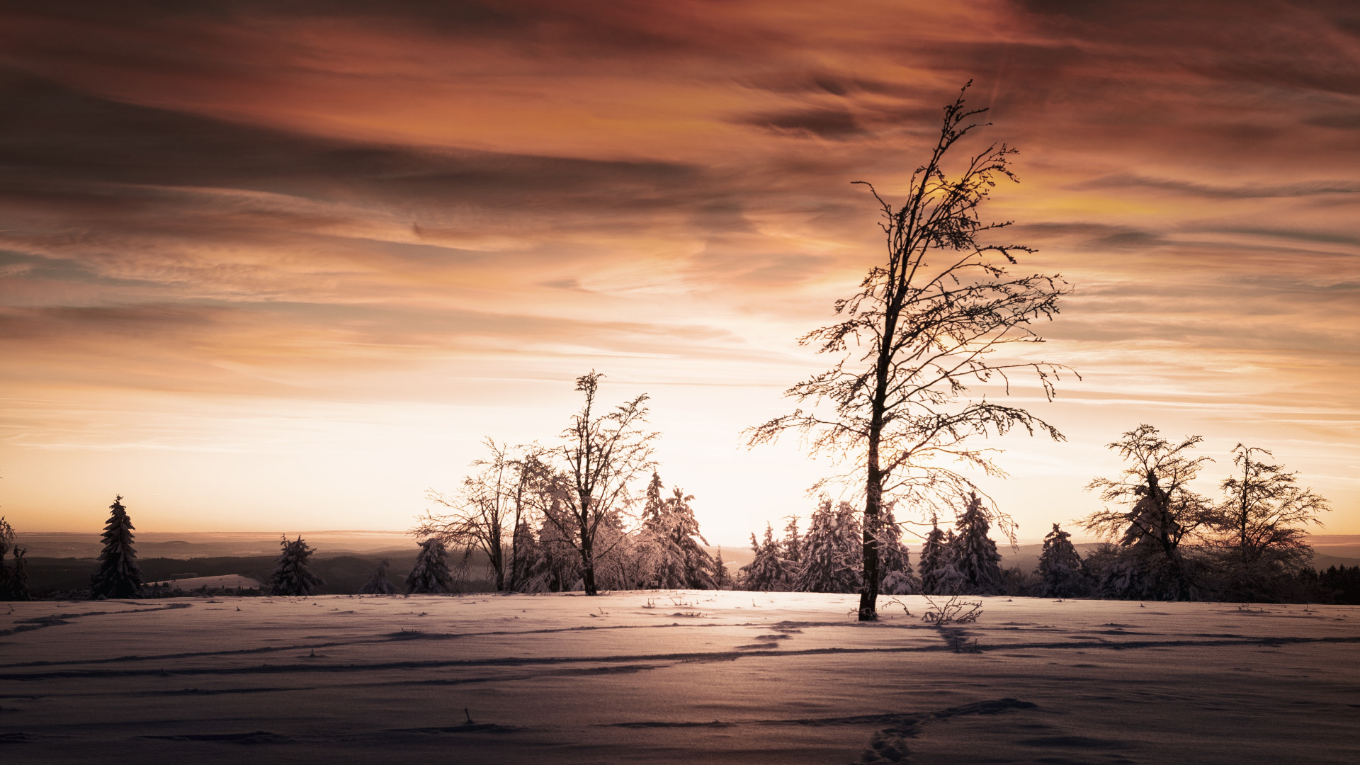 Download wallpaper field, night, tree, section landscapes in resolution ...