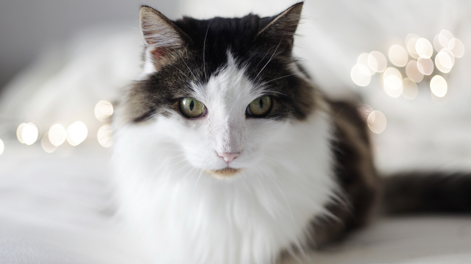 Download wallpaper cat, look, background, section cats in resolution ...