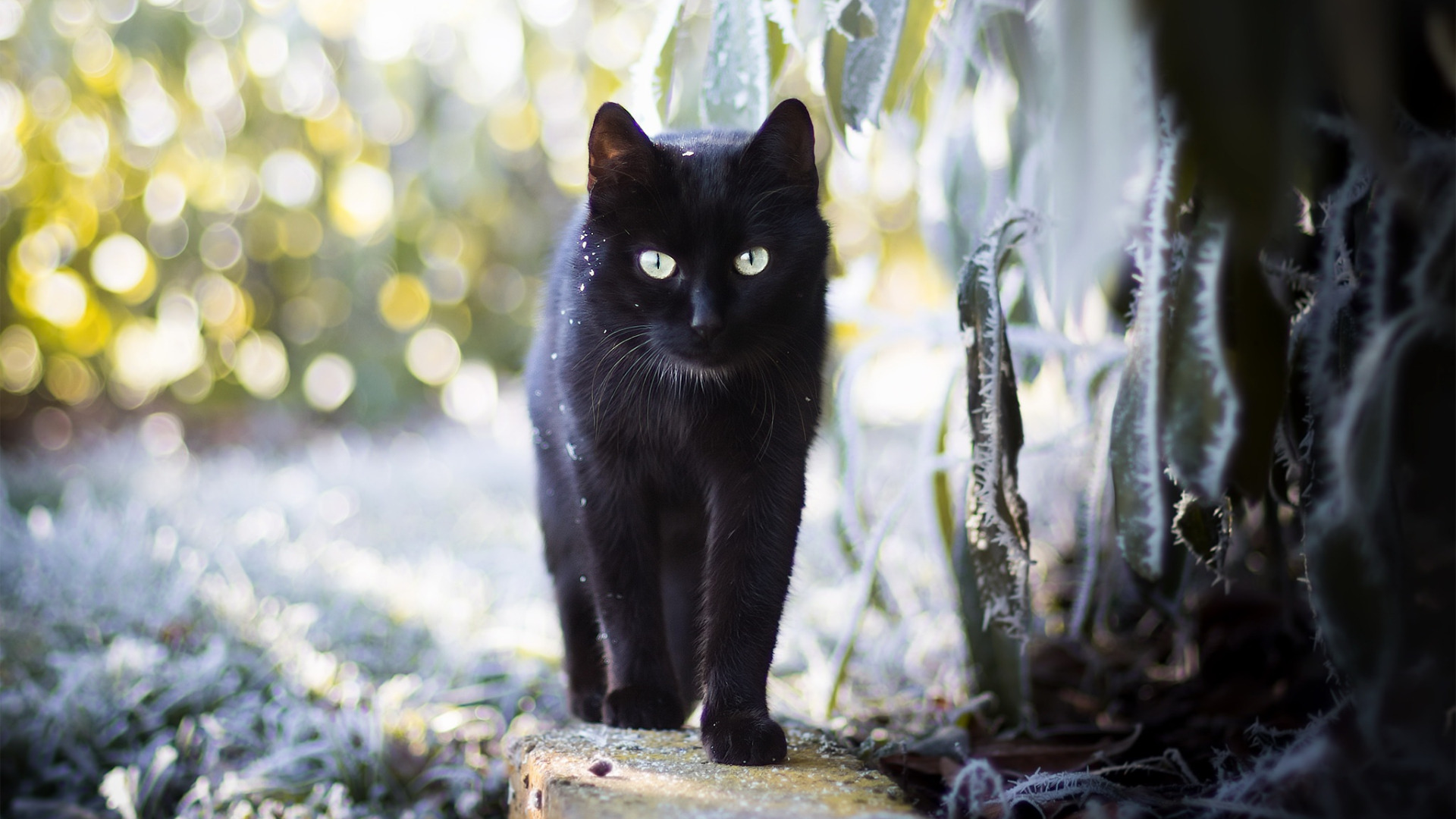 Download wallpaper cat, look, background, section cats in resolution ...