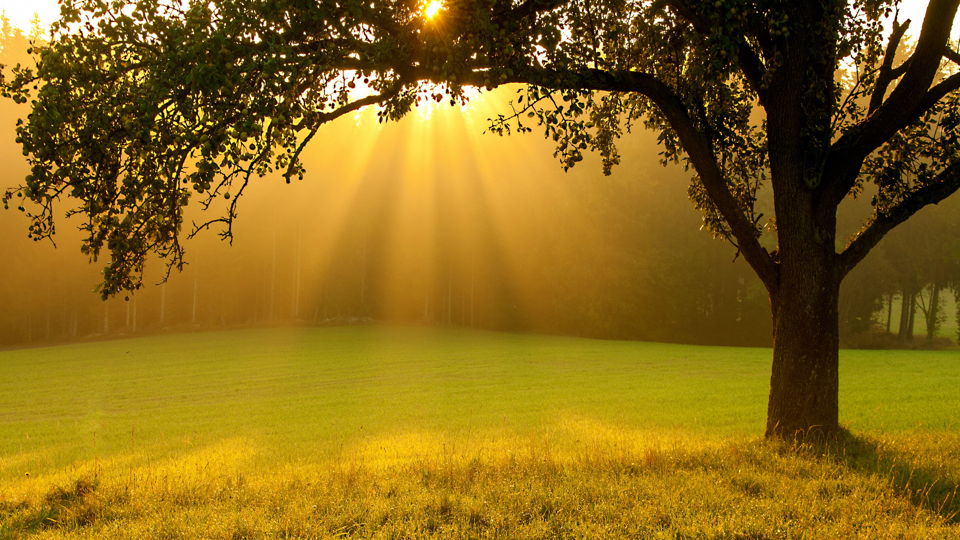 Download Wallpaper Greens Summer Grass The Sun Rays Light Trees