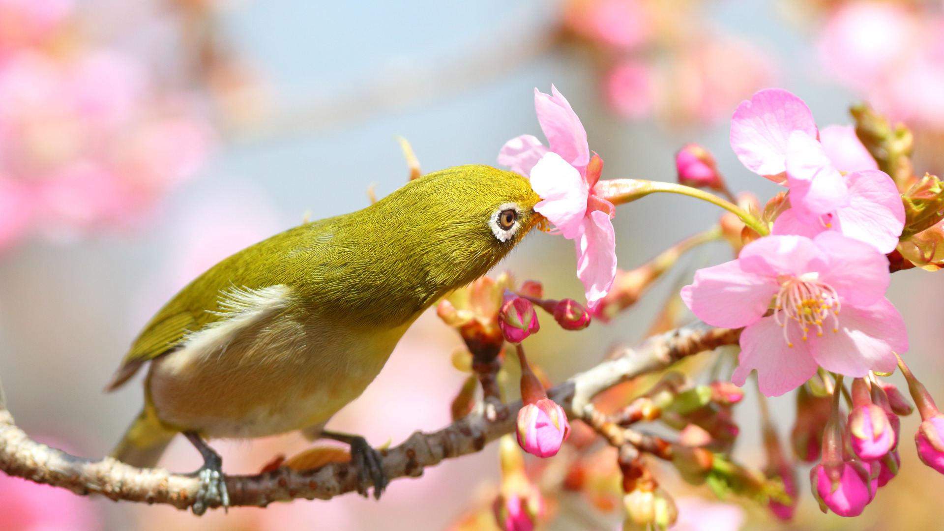 Download wallpaper flowers, bird, spring, Sakura, section animals in ...