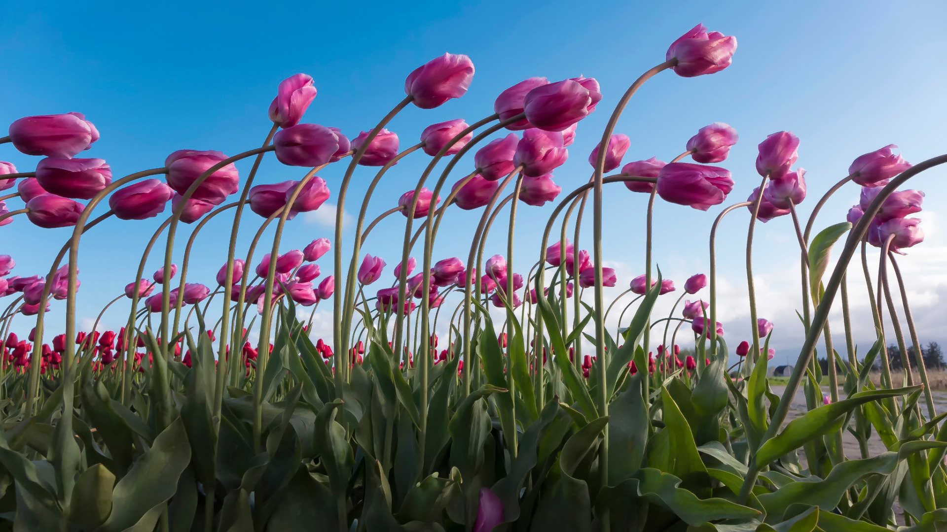 Download wallpaper tilt, tulips, a lot, section flowers in resolution ...