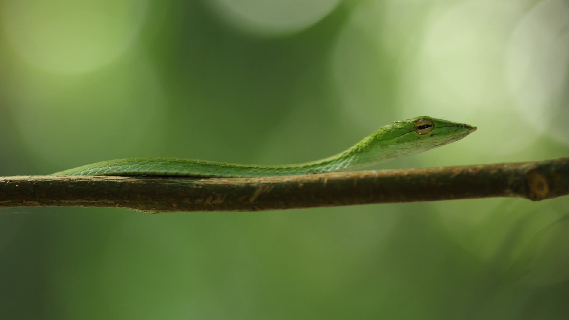 Download wallpaper green, black, snake, yellow, eye, branch, vine snake ...