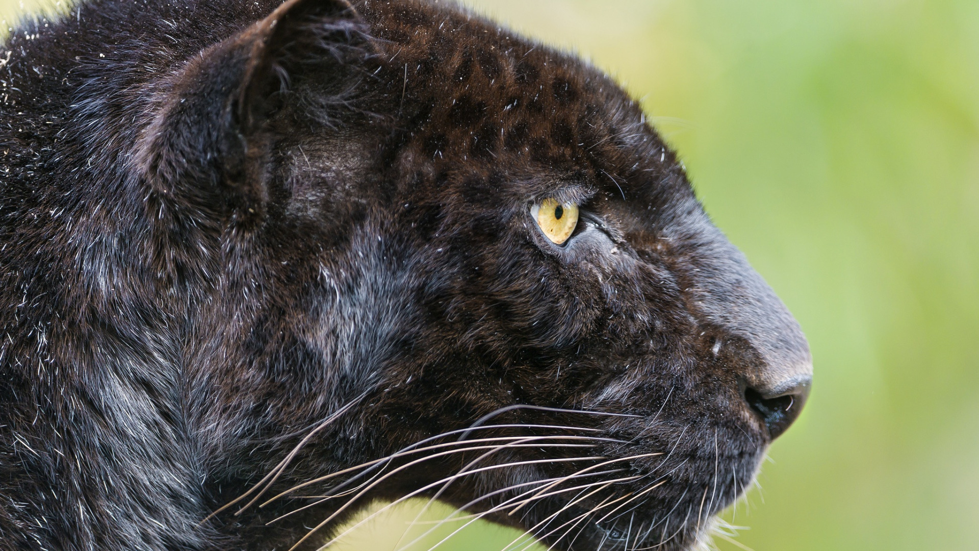 Download wallpaper cat, Panther, leopard, profile, ©Tambako The Jaguar ...