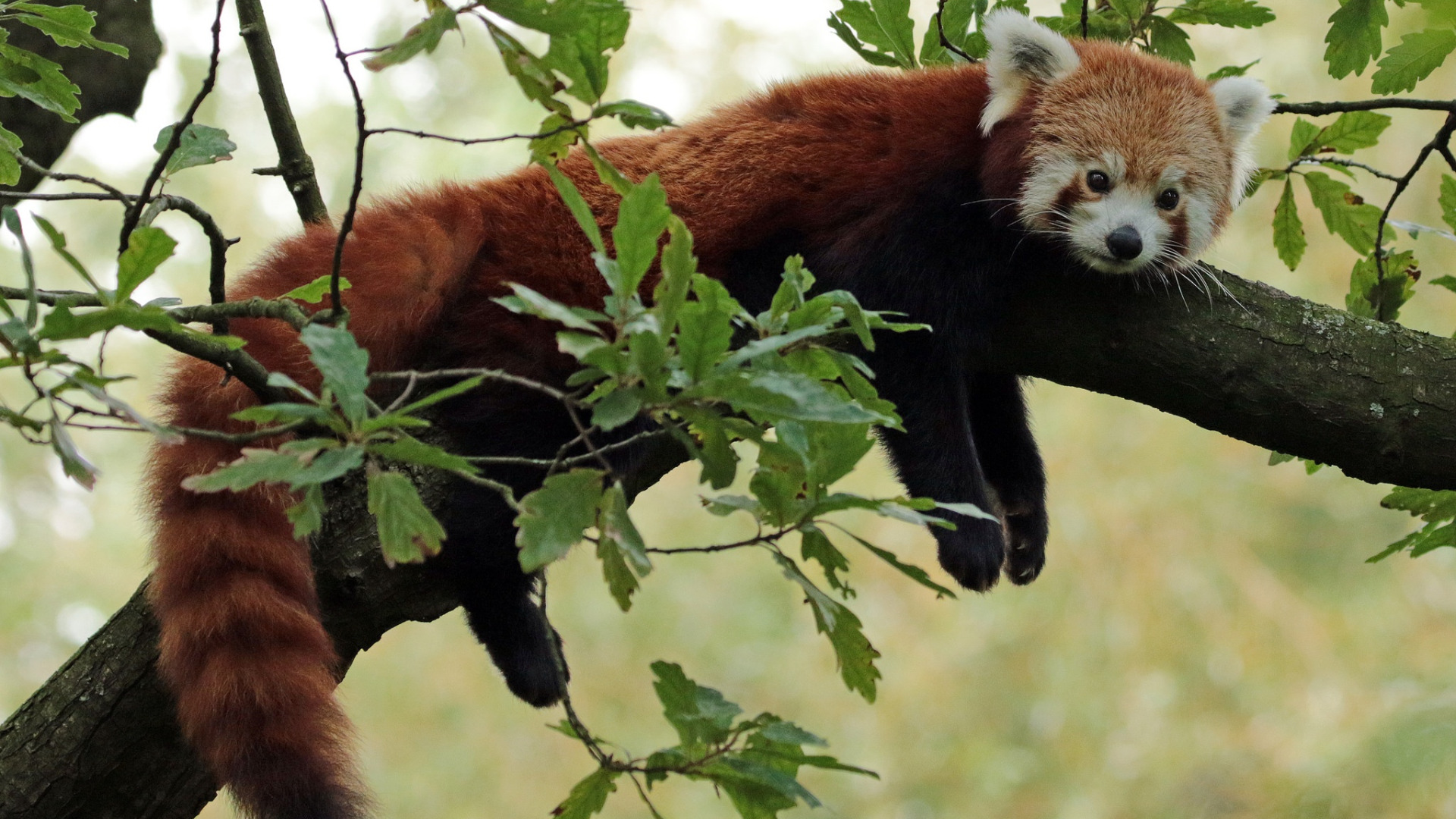 Download wallpaper muzzle, Red Panda, Red Panda, section animals in ...