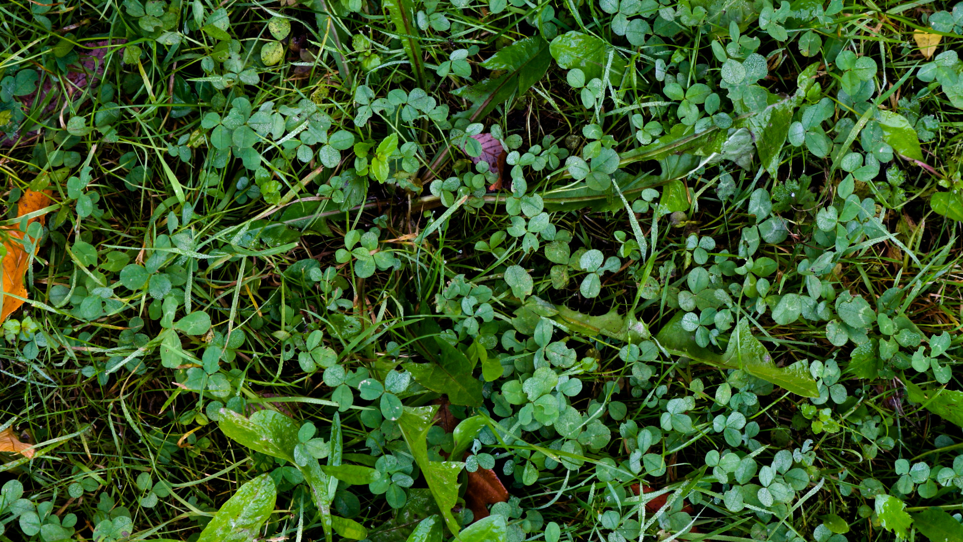 Download wallpaper green, pattern, ground, clover, section textures in ...