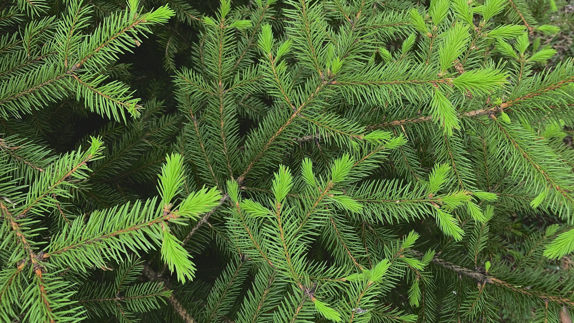 Download wallpaper Needles, Tree, Needles, section nature in resolution ...