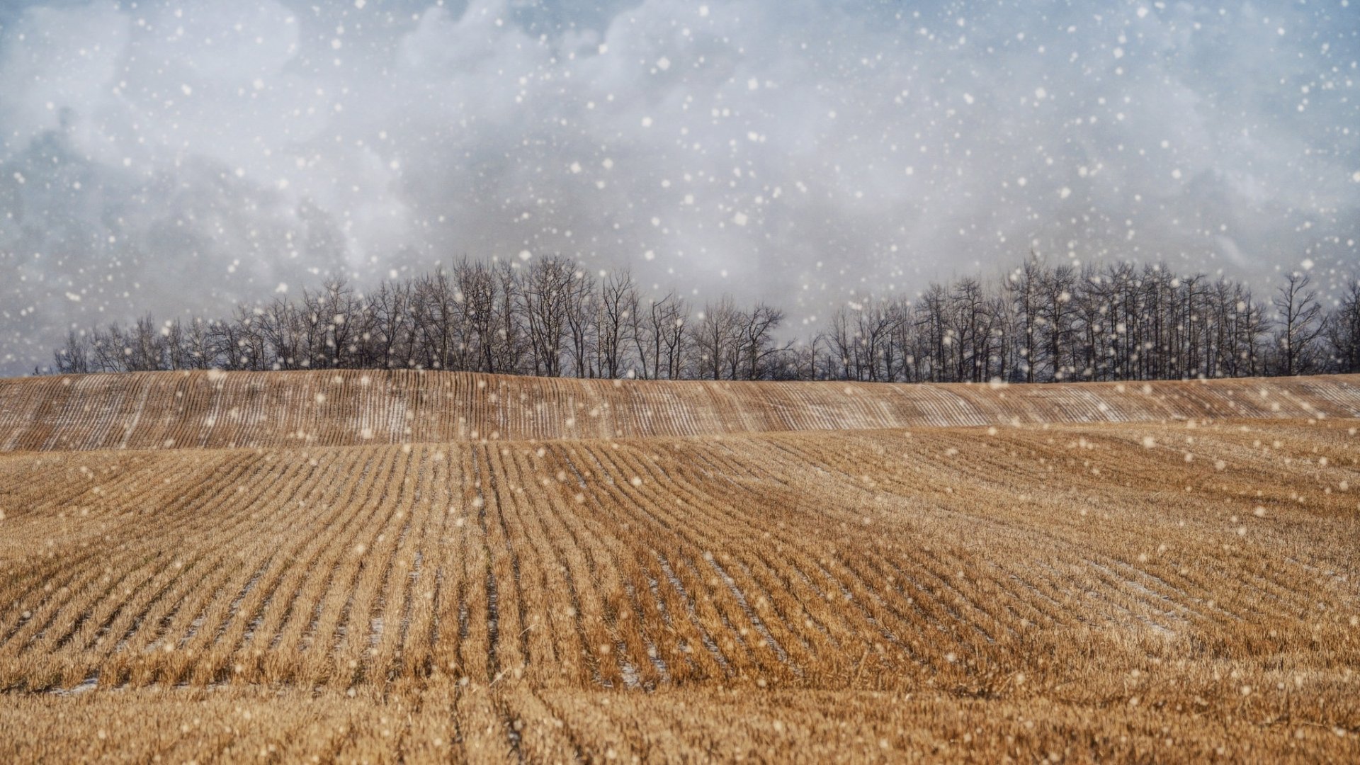 Download wallpaper field, snowing, farmland, section landscapes in ...