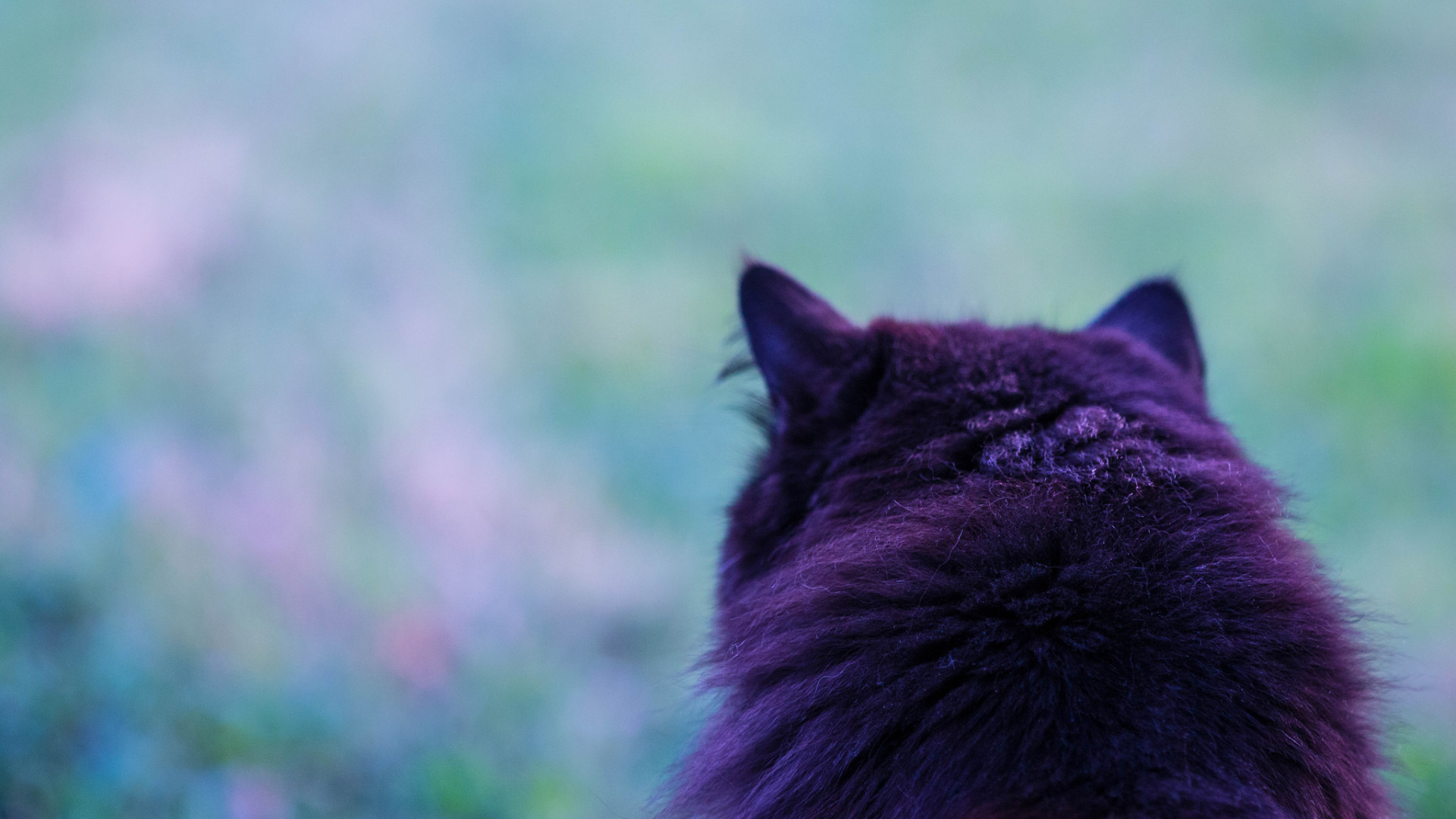 Download Wallpaper Cat Background Wool Kote Section Cats In Resolution 1920x1080