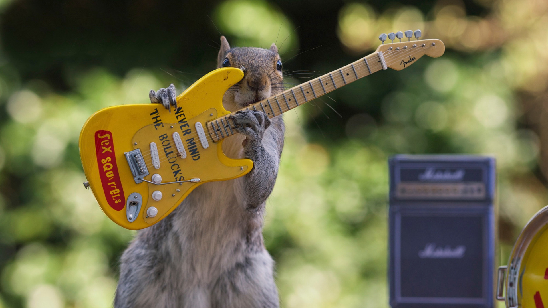 Download Wallpaper Guitar Protein Concert Sex Squirrels Section