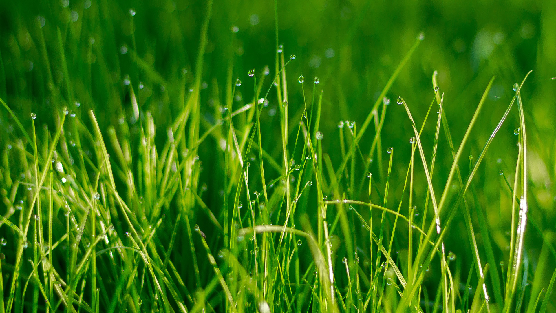 Download Wallpaper Greens Summer Grass Rosa Section Nature In