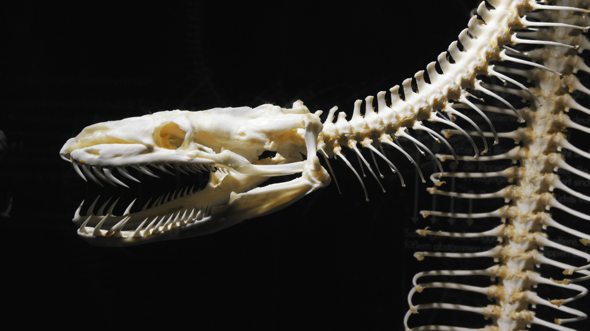 Download wallpaper snake, bones, skeleton, section miscellanea in ...